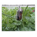 Monarch Butterfly Calendar | Zazzle