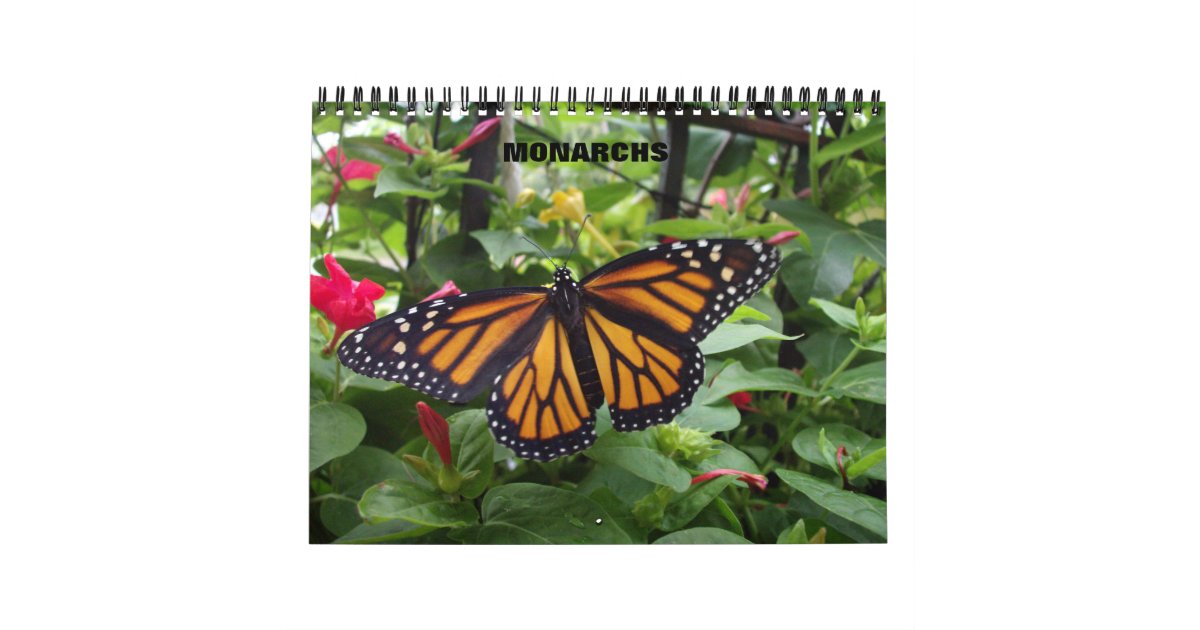 Monarch Butterfly Calendar | Zazzle