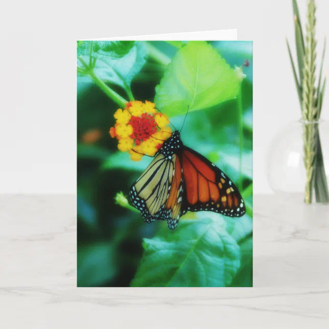 Monarch Butterfly Card | Zazzle