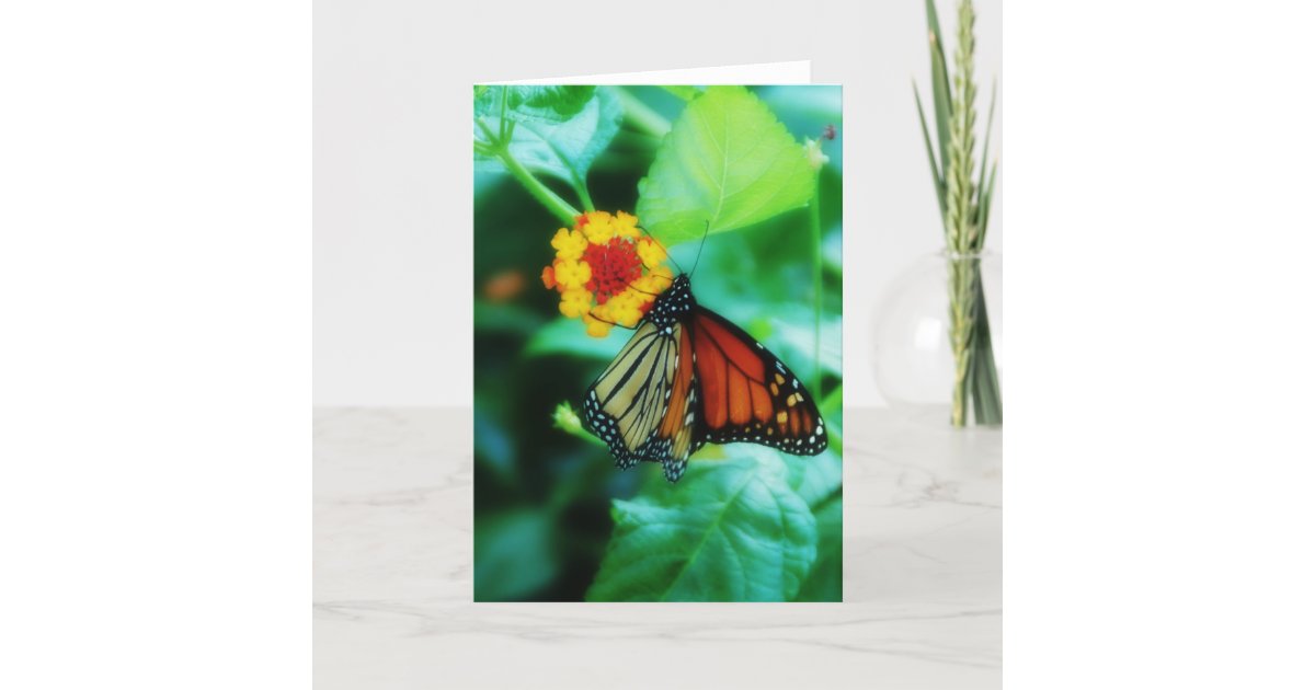 Monarch Butterfly Card | Zazzle