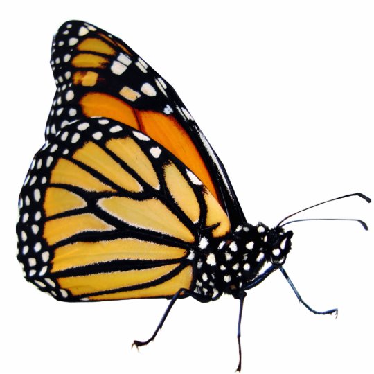 Monarch Butterfly Cutout | Zazzle.com