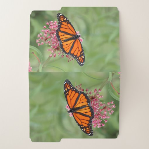 Monarch Butterfly File Folder | Zazzle