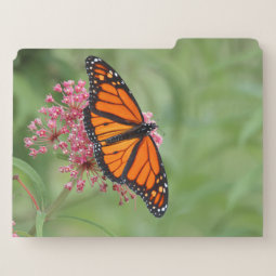 Monarch Butterfly File Folder | Zazzle