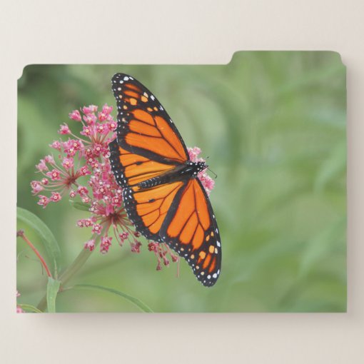 Monarch Butterfly File Folder | Zazzle