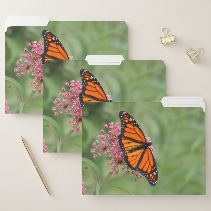 Monarch Butterfly File Folder | Zazzle.com