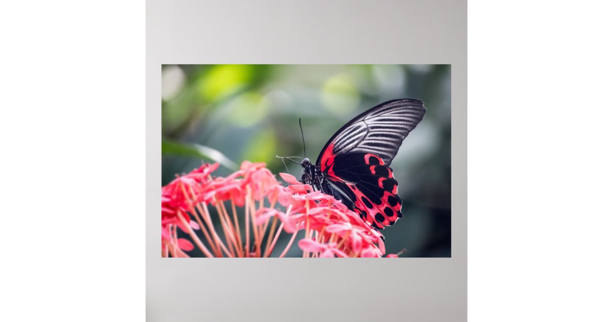Monarch Butterfly & Flower Poster | Zazzle