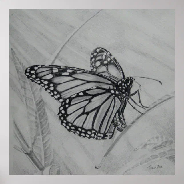 Monarch Butterfly graphite drawing Poster | Zazzle