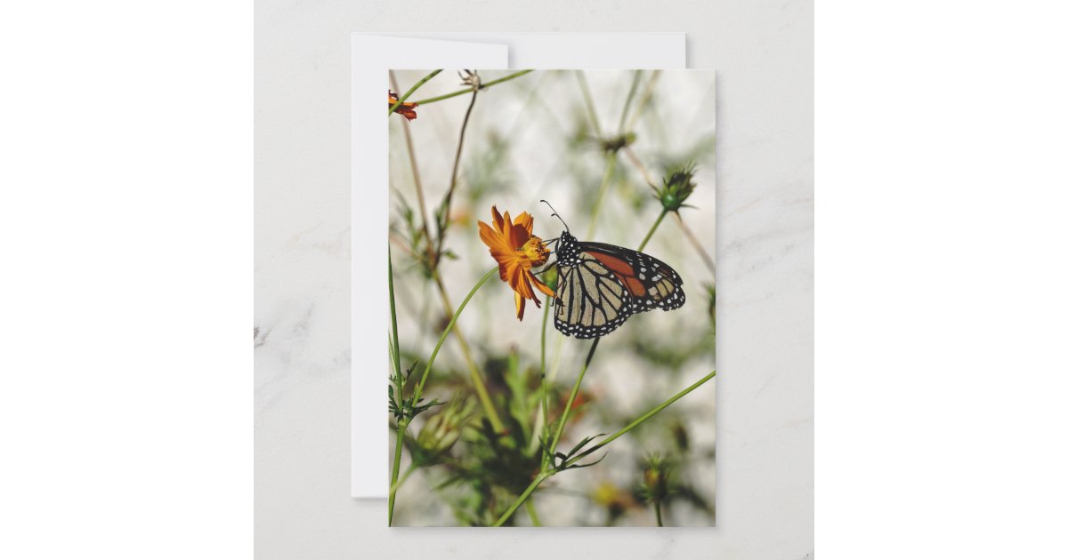 Monarch Butterfly Invitation | Zazzle