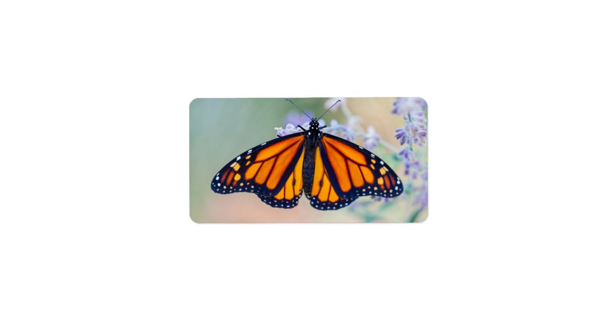 Monarch Butterfly Label | Zazzle