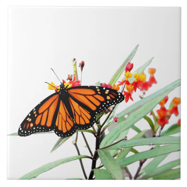 Monarch Butterfly on Milkweed Blooms, on White Ceramic Tile | Zazzle