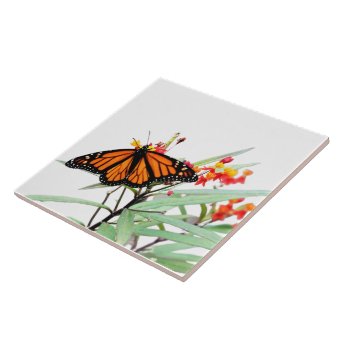 Monarch Butterfly on Milkweed Blooms, on White Ceramic Tile | Zazzle