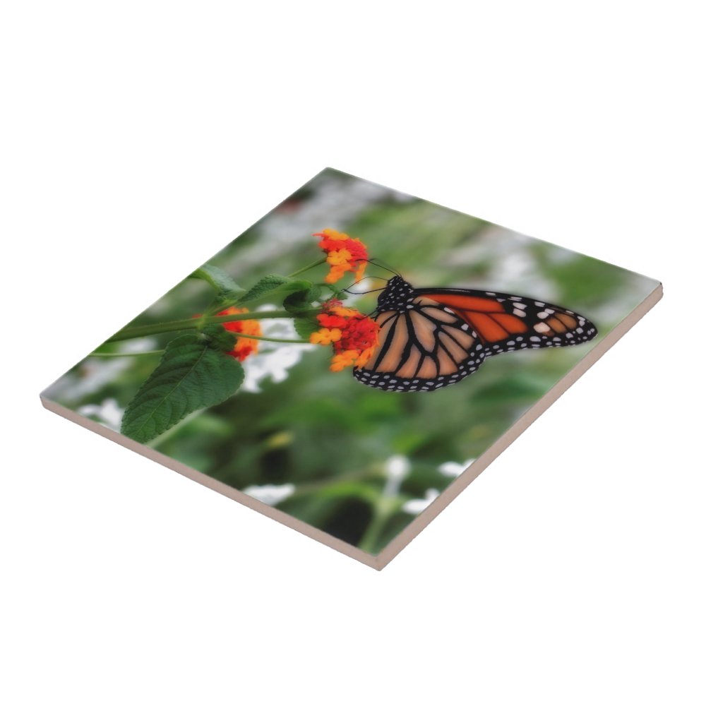 Monarch Butterfly on Orange and Red Lantana Tile