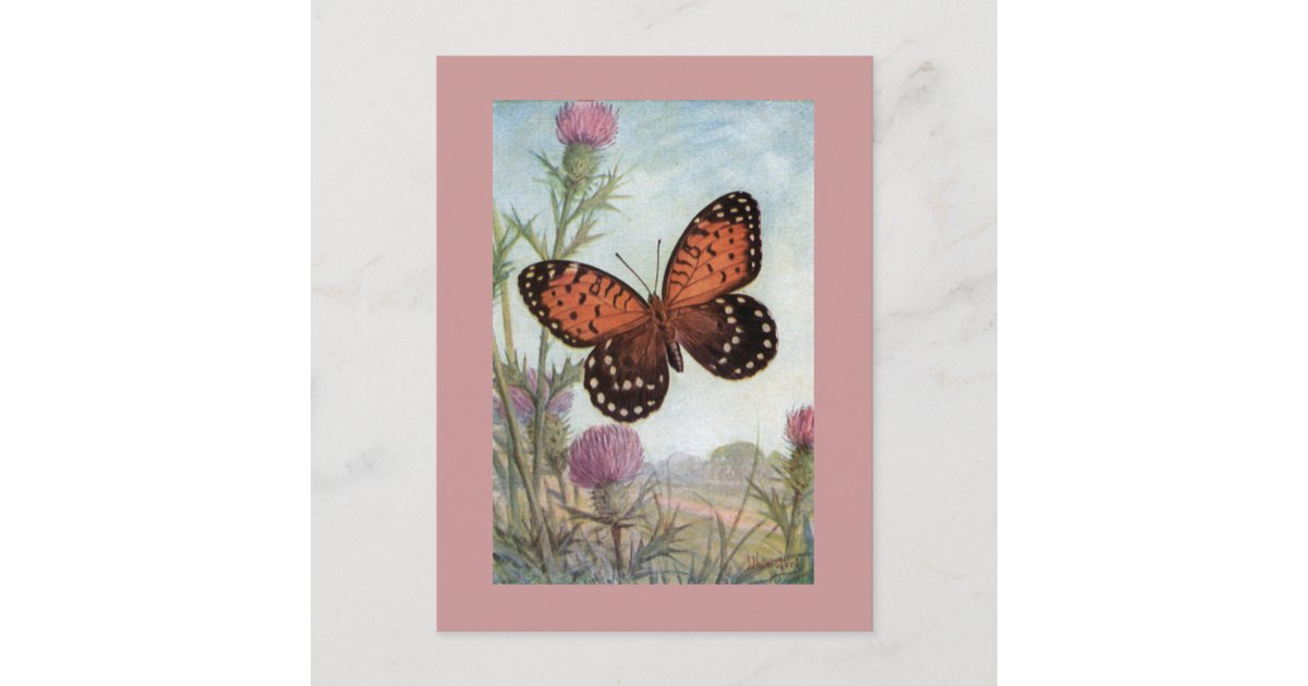 Monarch Butterfly on Purple Clover Postcard | Zazzle