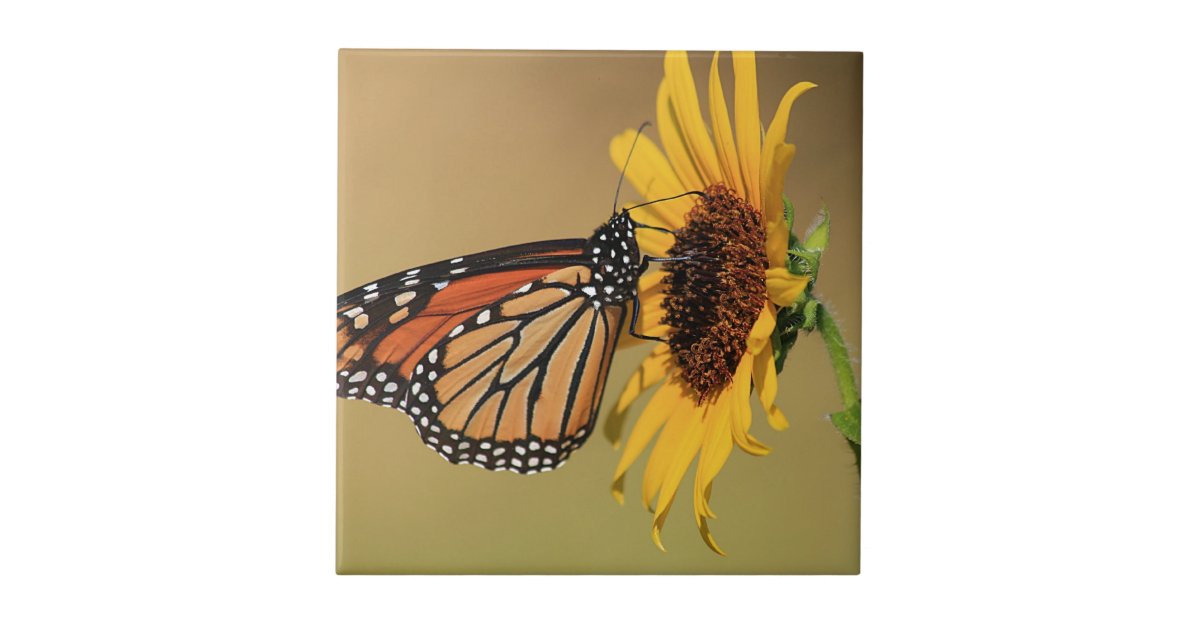 Monarch Butterfly on Sunflower Ceramic Tile | Zazzle