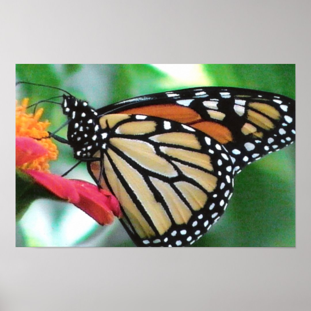 Monarch Butterfly Picture Poster | Zazzle