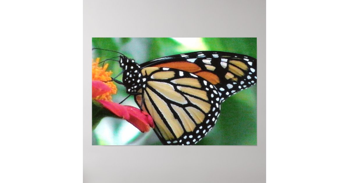 Monarch Butterfly Picture Poster | Zazzle