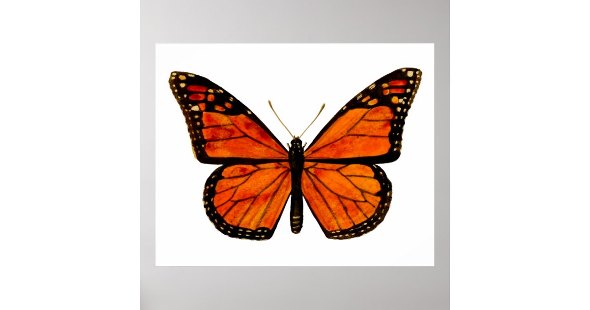 Monarch butterfly poster | Zazzle