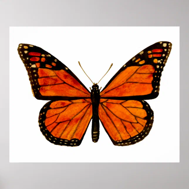 Monarch butterfly poster | Zazzle