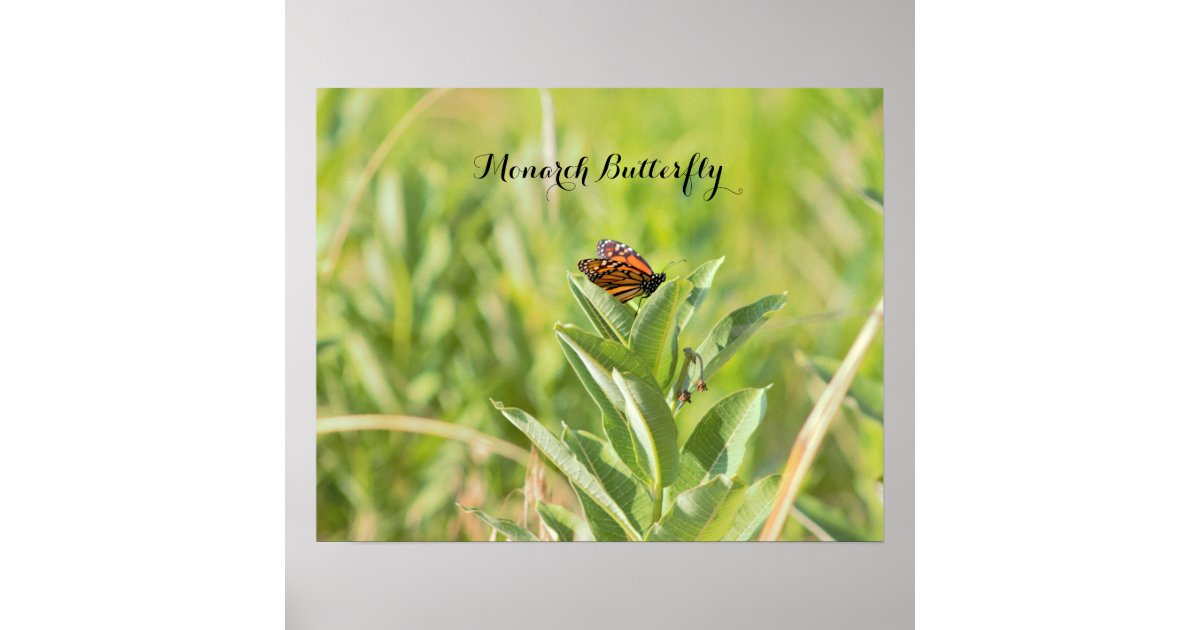 Monarch Butterfly Poster | Zazzle