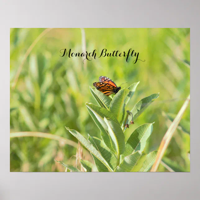 Monarch Butterfly Poster | Zazzle