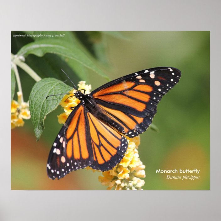 Monarch Butterfly Poster | Zazzle.com