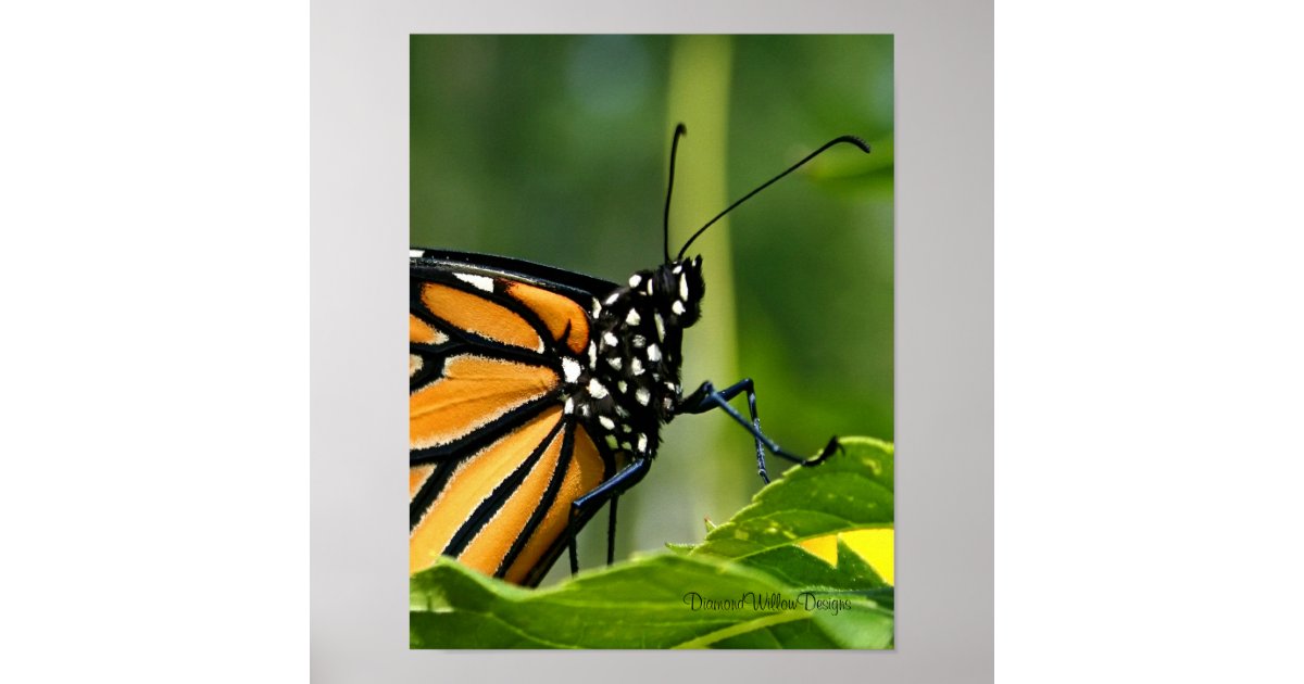 Monarch Butterfly Poster | Zazzle