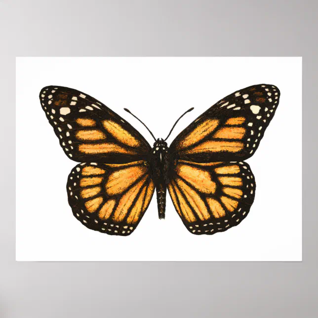 Monarch butterfly poster | Zazzle