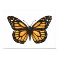 Monarch butterfly poster | Zazzle