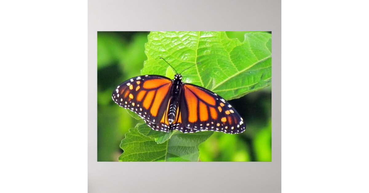 Monarch Butterfly Poster | Zazzle