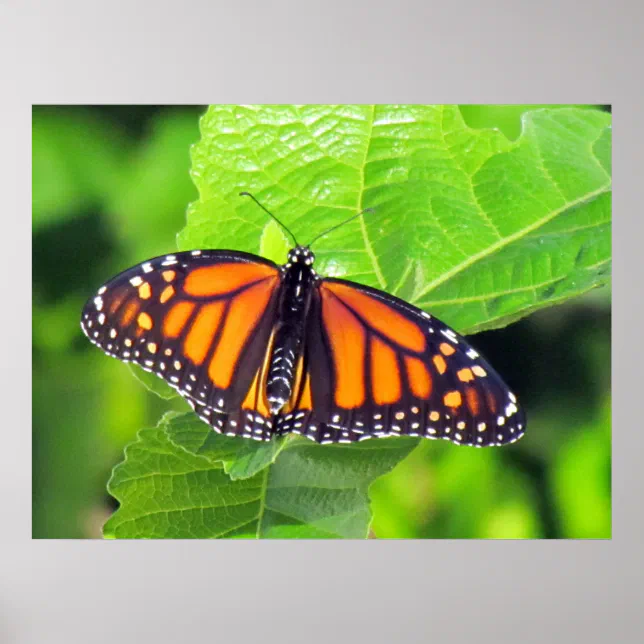 Monarch Butterfly Poster | Zazzle