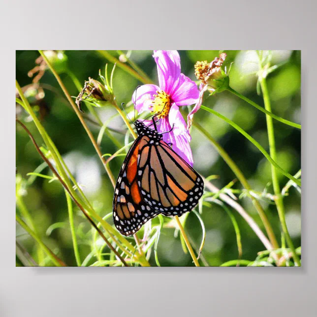Monarch Butterfly Poster | Zazzle