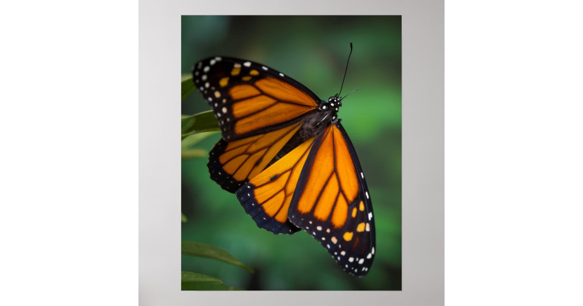 Monarch Butterfly Poster | Zazzle