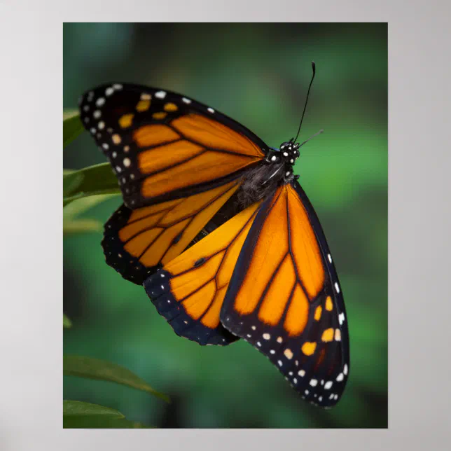 Monarch Butterfly Poster | Zazzle
