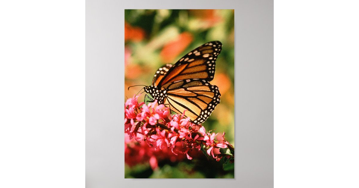 Monarch Butterfly poster | Zazzle