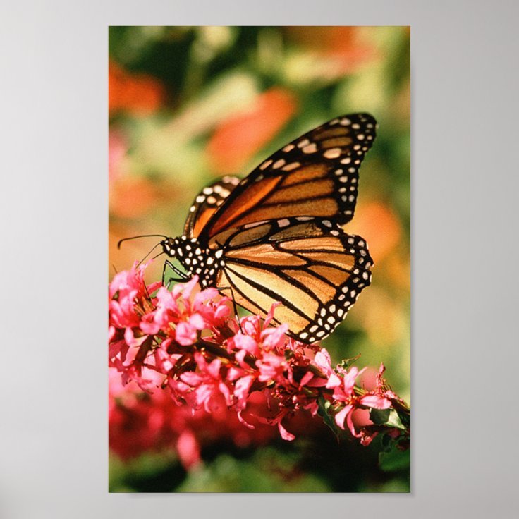 Monarch Butterfly poster | Zazzle