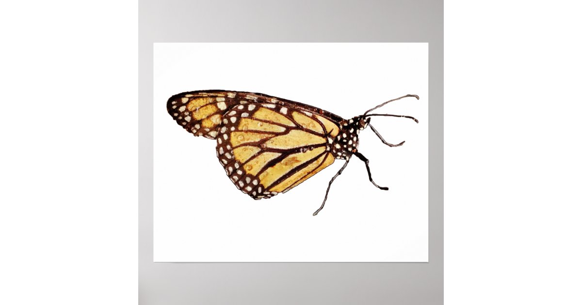 Monarch Butterfly Print | Zazzle
