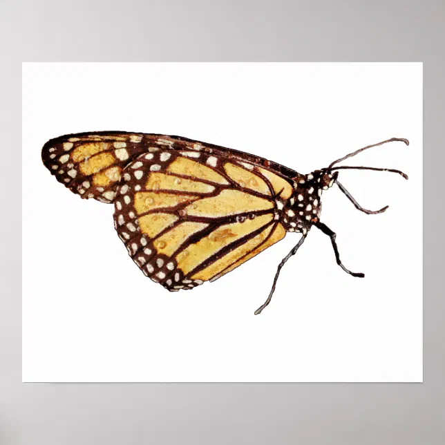 Monarch Butterfly Print | Zazzle