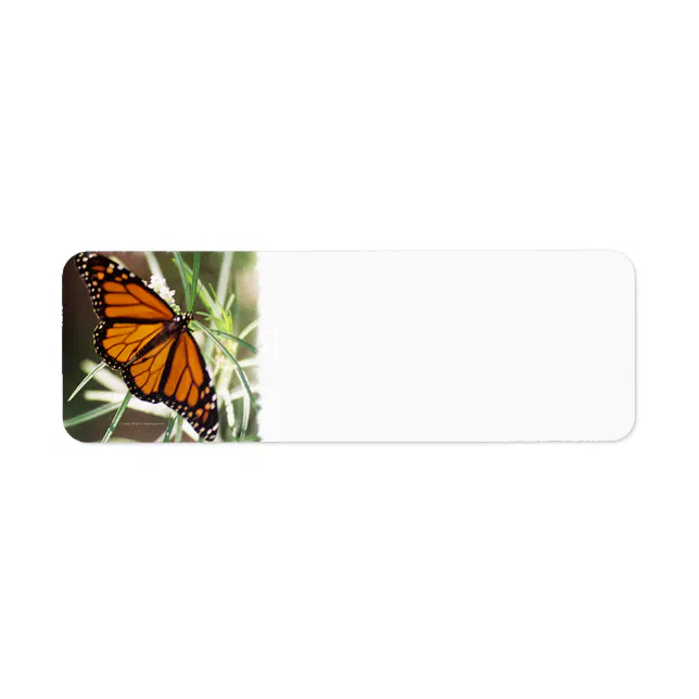 Monarch Butterfly Return Address Labels | Zazzle