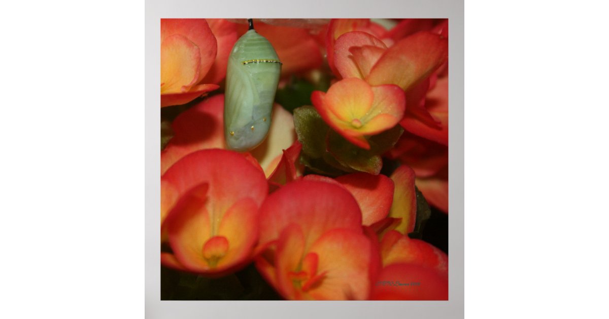Monarch Chrysalis Poster | Zazzle