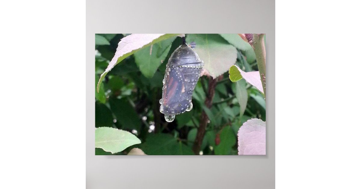 Monarch Chrysalis Poster | Zazzle