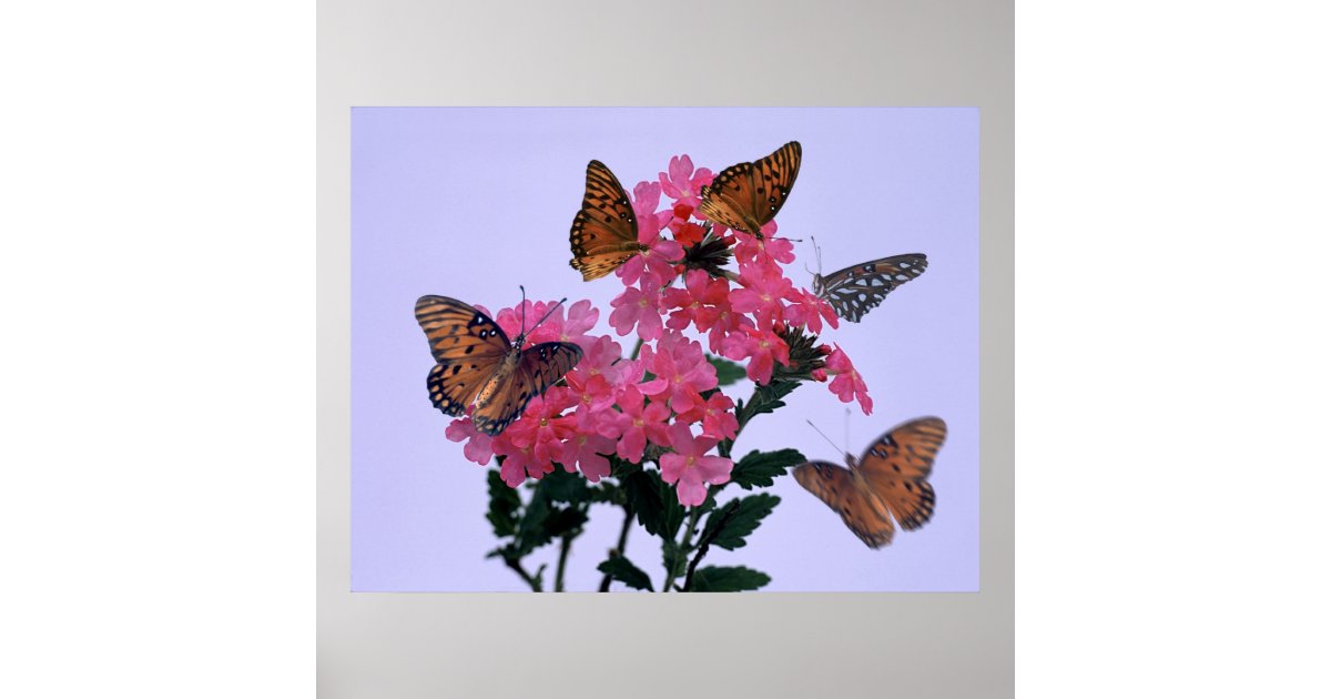 Monarchs and Pink Penta Poster | Zazzle