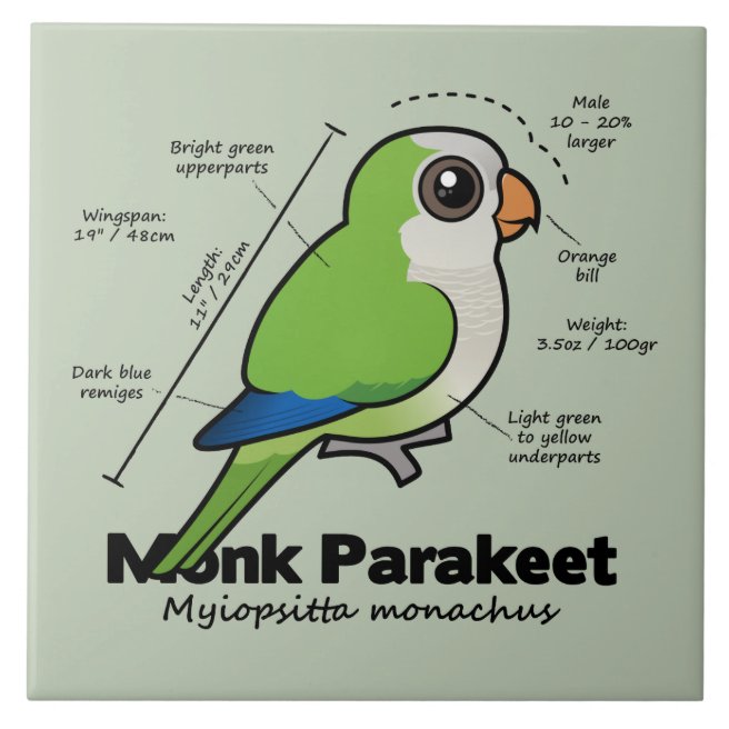 Learn Cool Facts About Monk Parakeets or Quaker Parrots
