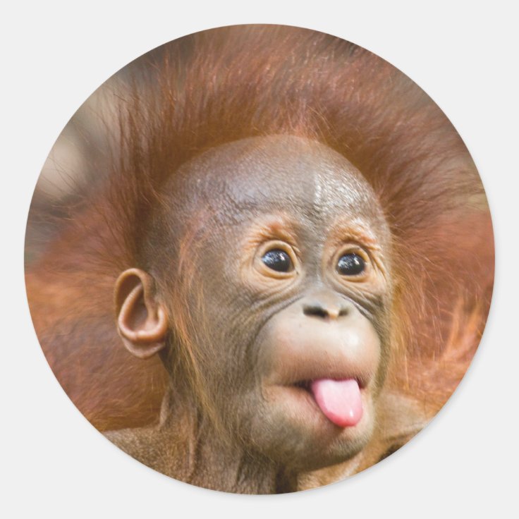 Monkey business 2 classic round sticker | Zazzle