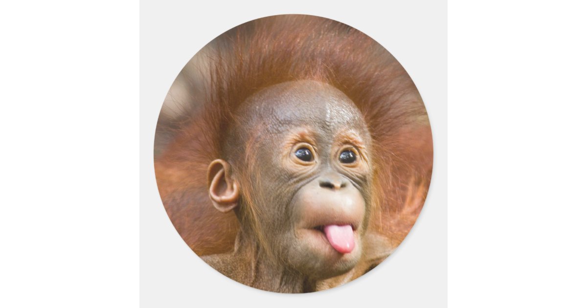 Monkey business 2 classic round sticker | Zazzle