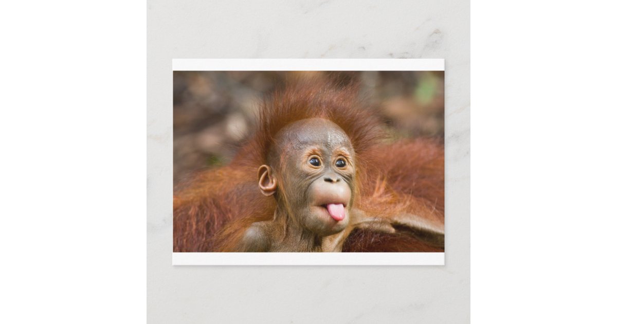 Monkey business 2 postcard | Zazzle