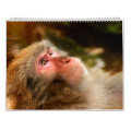 Monkey Business Calendar | Zazzle