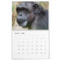 Monkey Business Calendar | Zazzle