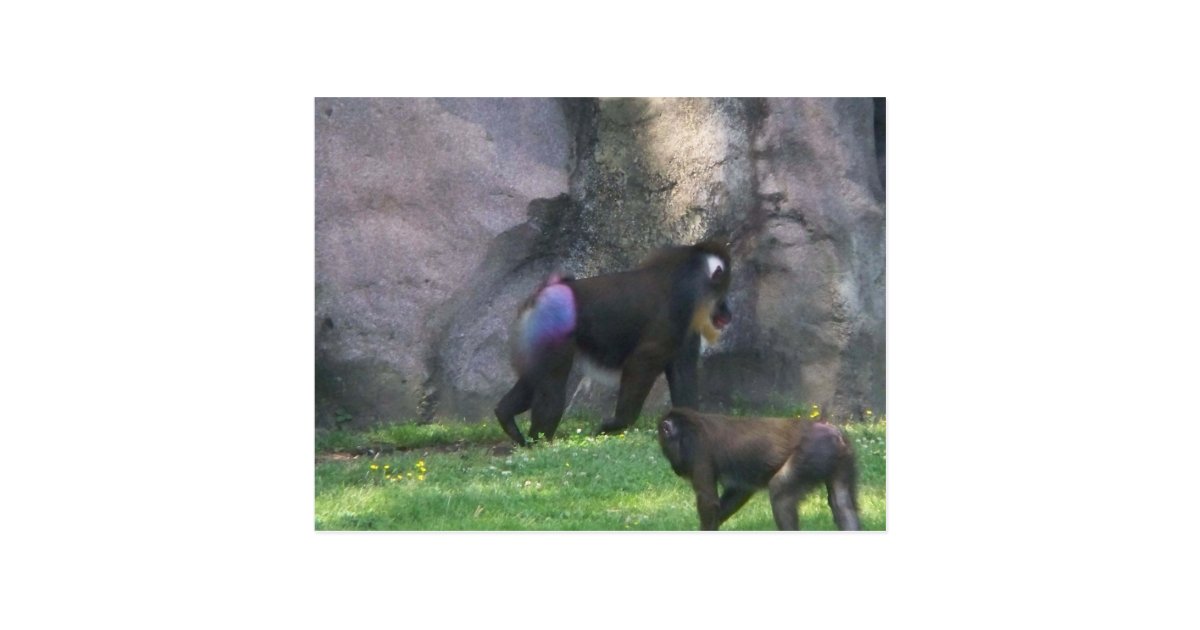 Monkey Butt Postcard | Zazzle.com