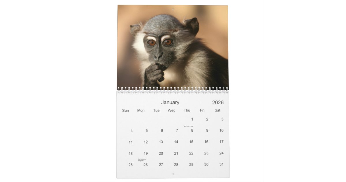 Monkey Calendar 2013 | Zazzle