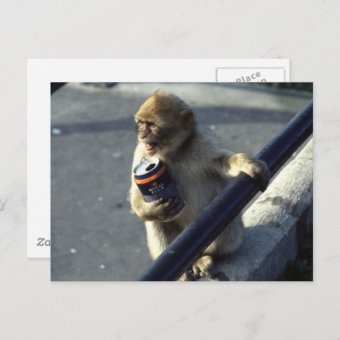 Monkey Drinking Postcard | Zazzle